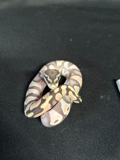 Scaleless Ghost 100% Het Clown Possible Chocolate Ball Python by Garter ...