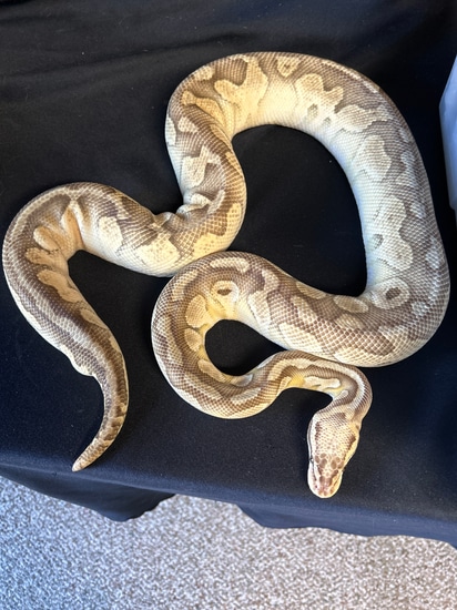 Super Pastel Lesser Yellow Belly Het Clown Ball Python by Garter Snake ...