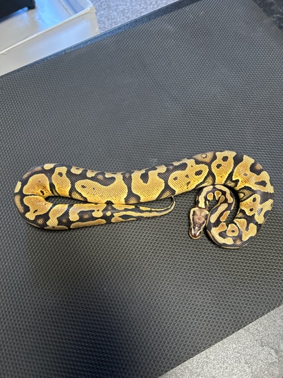 Group Of 3 Males 2022s Pastel, Yellow Belly, Ghost, Clown And Scaleless ...