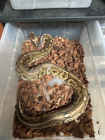 Black Pastel (Maybe Pewter) Ghost Scaleless Head Het Albino, 50%clown ...