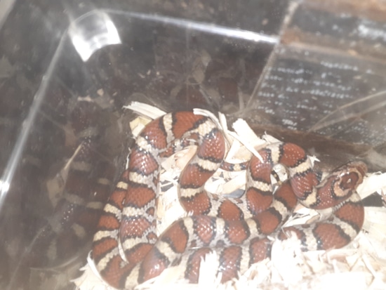 Cb20 Eastern Milk Eastern Milk Snake by Jeffbiologist