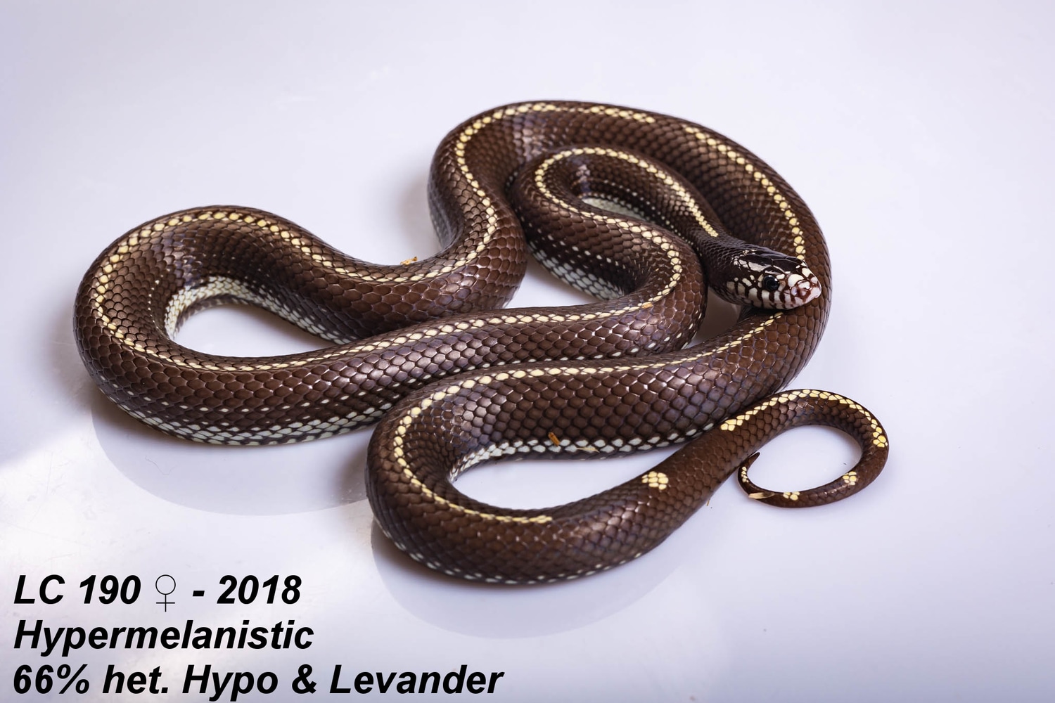 2018 Adult Proven Breeder Female Hypermelanistic California Kingsnake ...