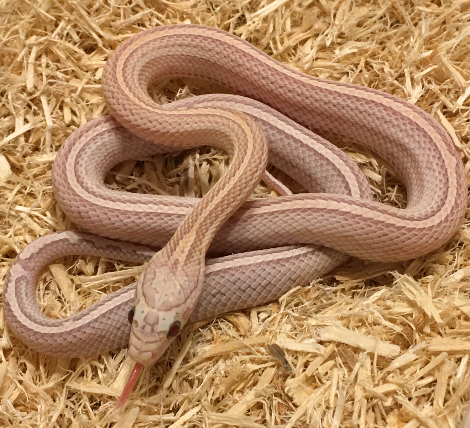 Red Factor Ultramel Anery Motley Tequila Sunrise Tessera Ph Hypo Corn ...
