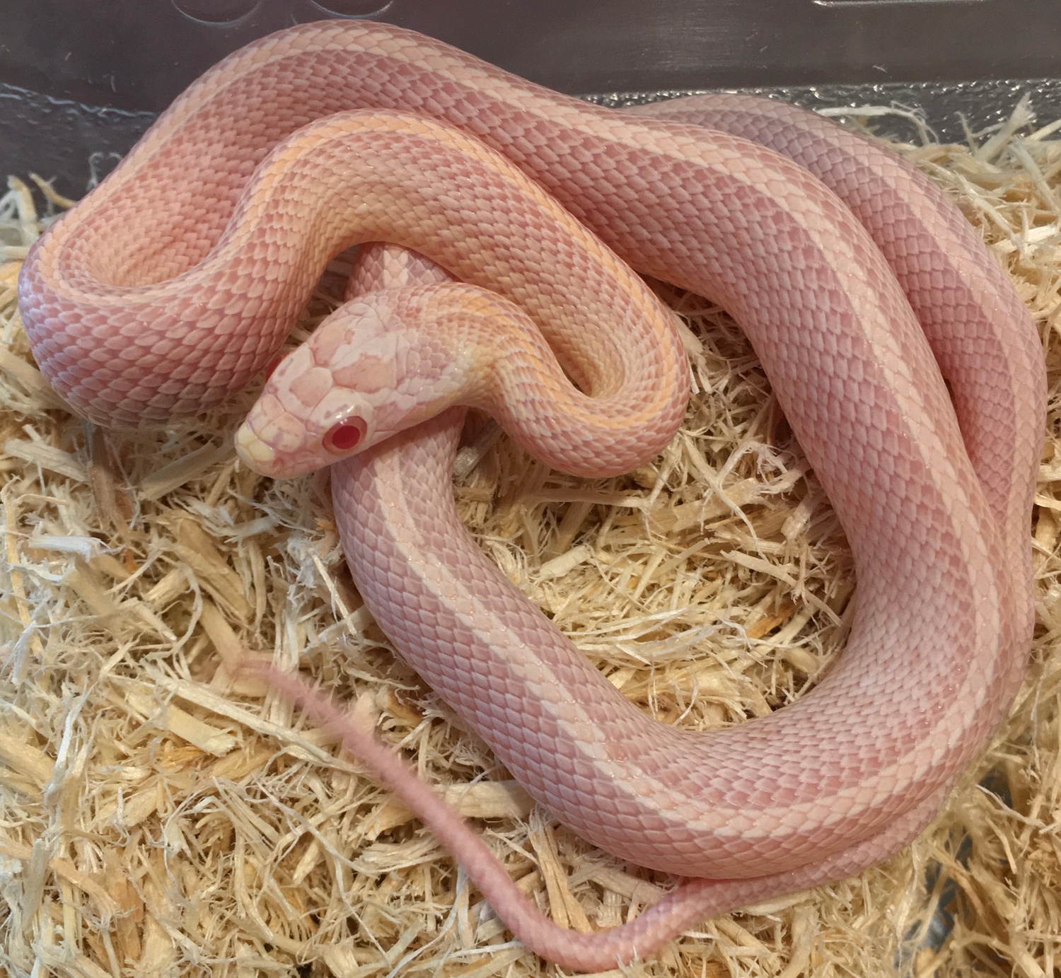 Red Factor Tequila Sunrise Snow Motley Tessera. This Guy’s Colors Will ...