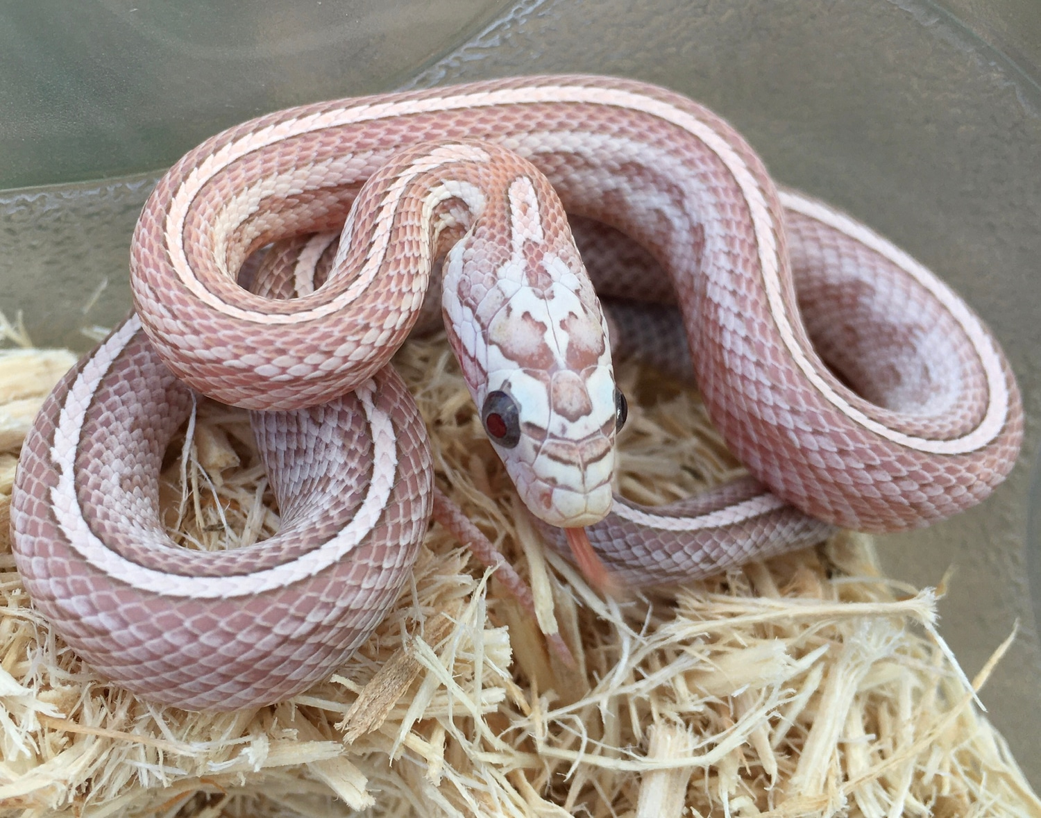 RED FACTOR Ultramel Anery Tequila Sunrise 66% Het Motley 50% Ph Hypo ...