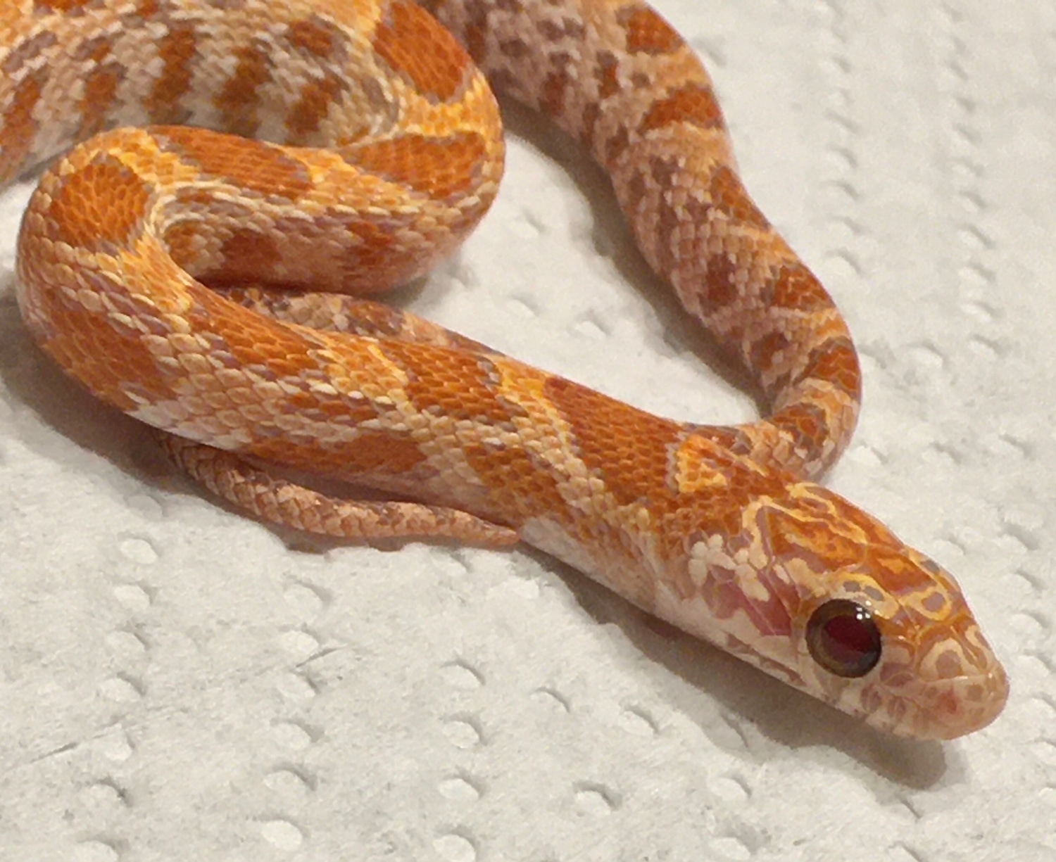 Ultramel Sunkissed 66% Ph Cinder From Okeetee Lineage Corn Snake by ...