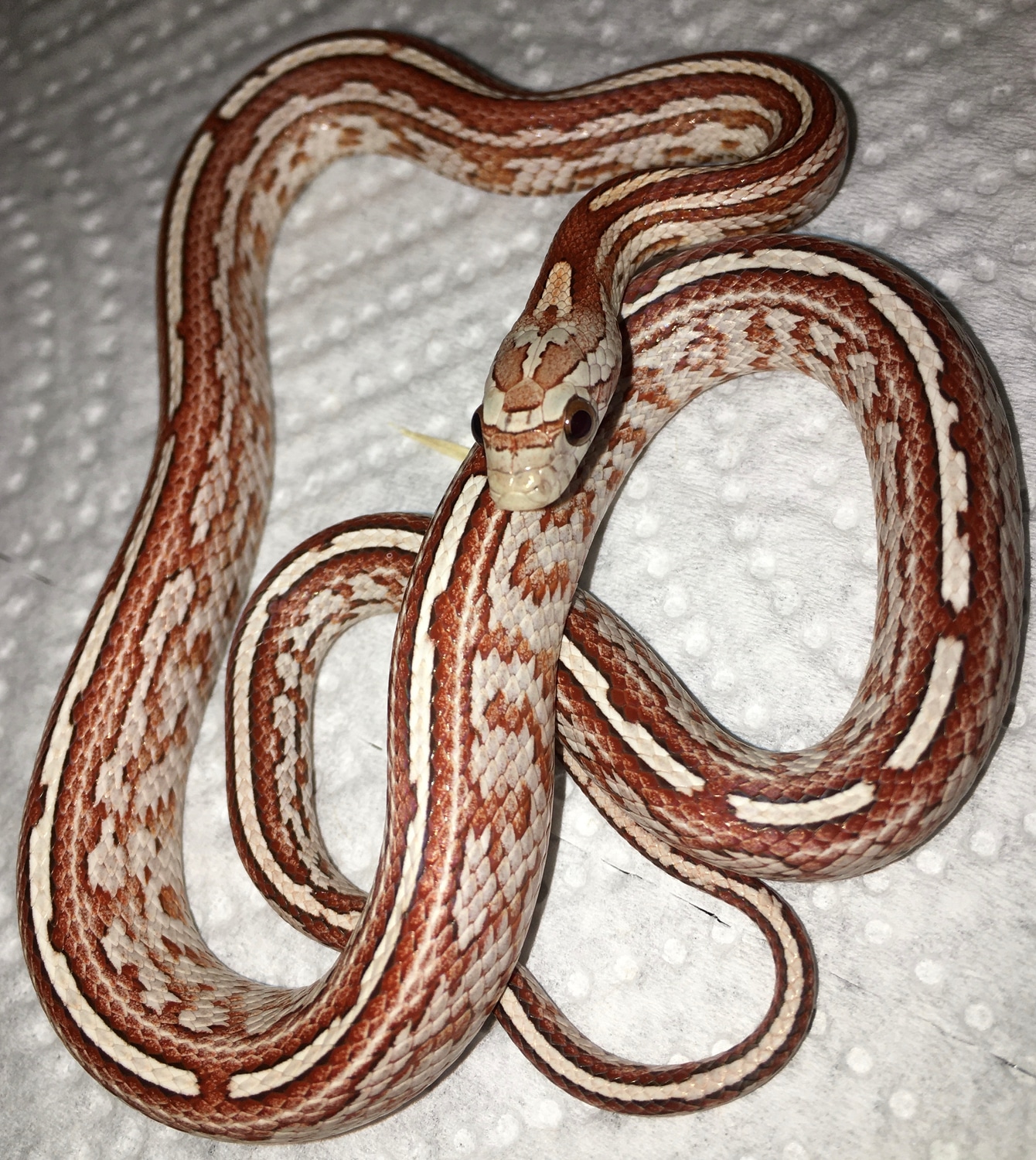 Crimson Motley Tessera Het Cinder 50% Ph Anery Corn Snake by Cascade ...