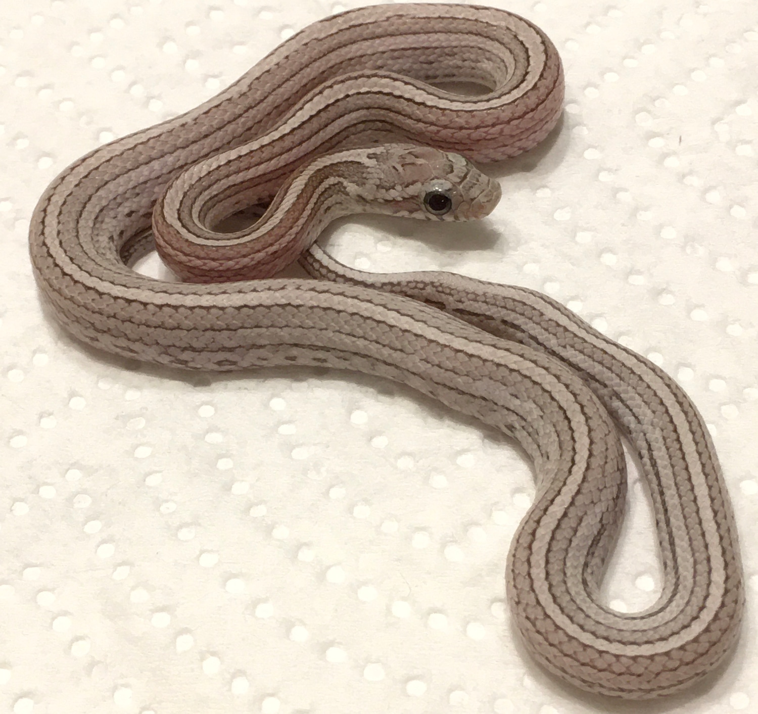 Hypo Cinder Tessera 66% Ph Motley 66% Ph Anery Corn Snake by Cascade ...