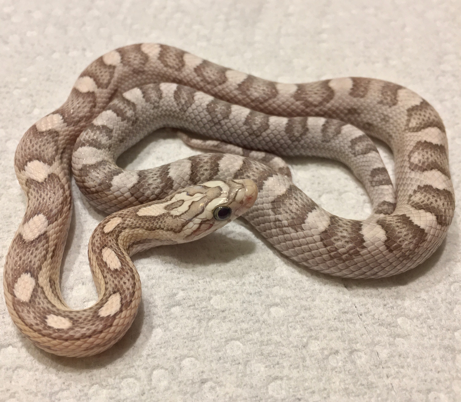 Ultra (Or Ultramel) Anery Tequila Sunrise 66% Ph Motley 50% Ph Hypo ...