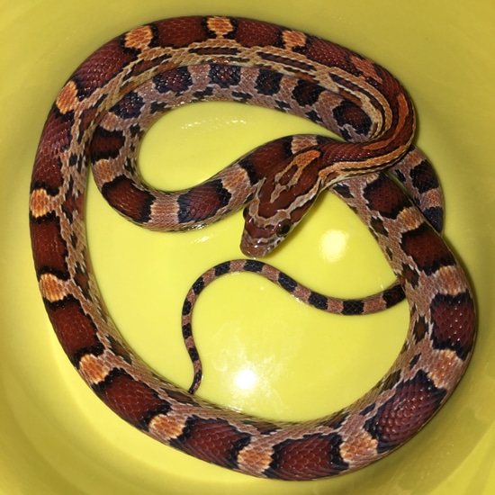 Red Factor Het Redcoat Het Lava Corn Snake by Cascade Corns LLC