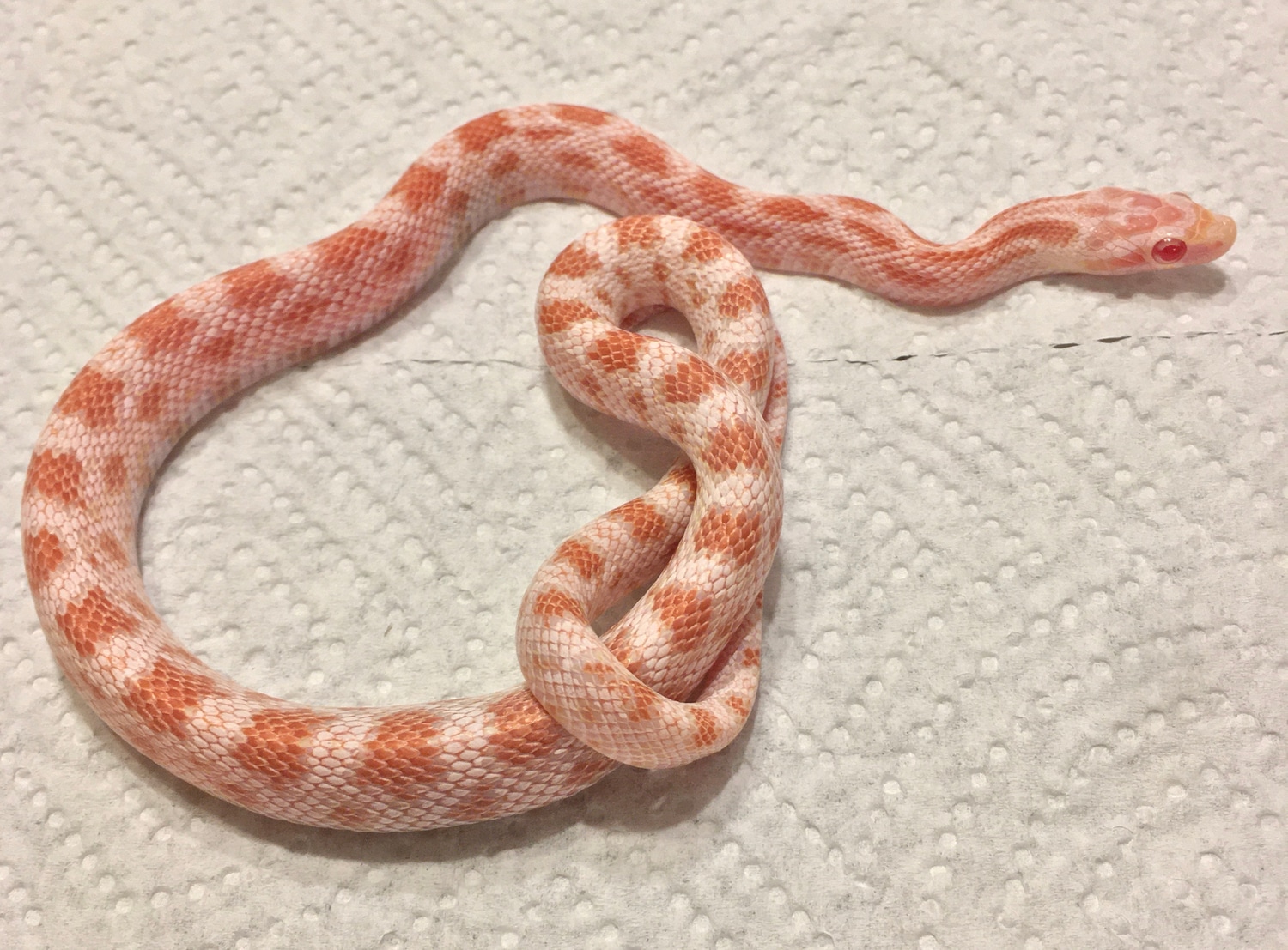 Peppermint 66% Het Sunkissed Corn Snake by Cascade Corns - MorphMarket