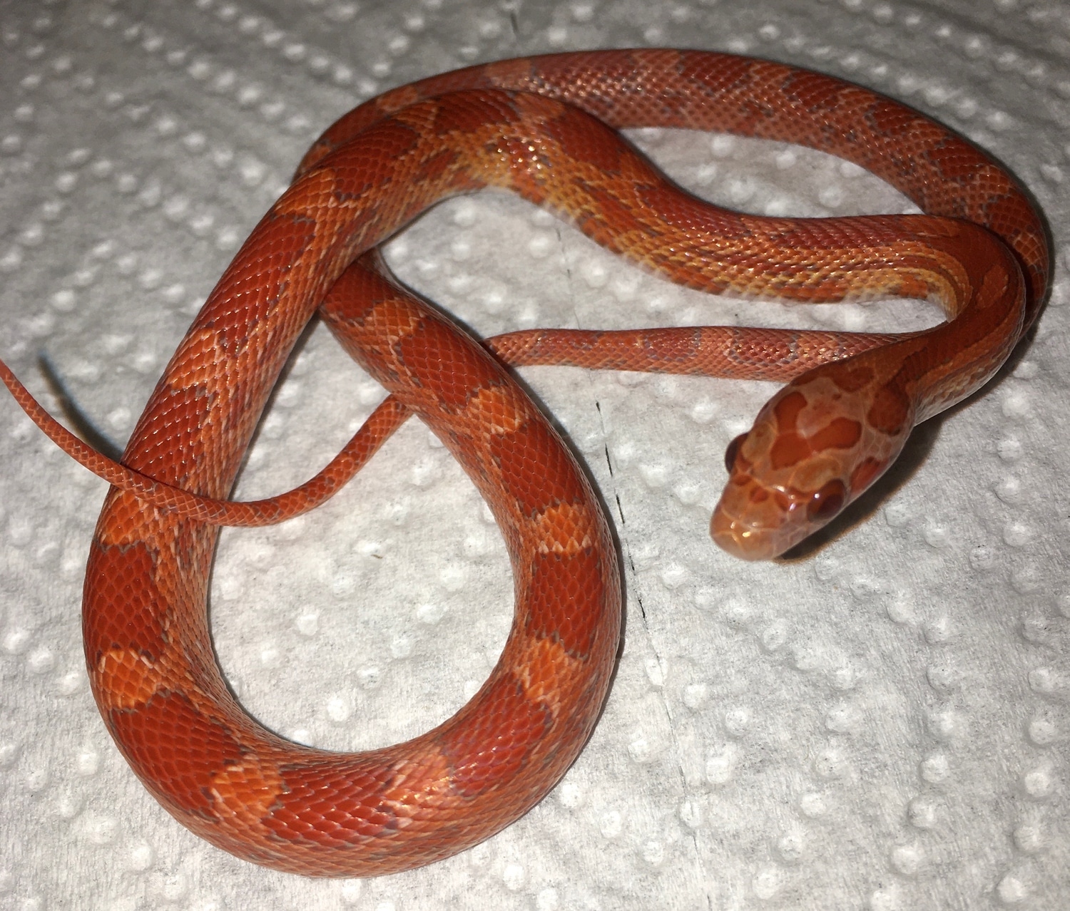 Red Factor Lava, 100% Het Redcoat, Ph 50% Ph Sunrise 50% Ph Motley Corn ...