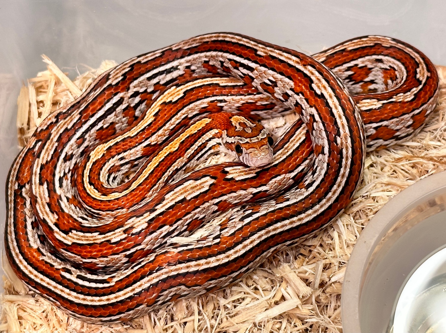 Tessera Het-Peppermint From CHERRY X Cinder Tessera Pairing Corn Snake ...
