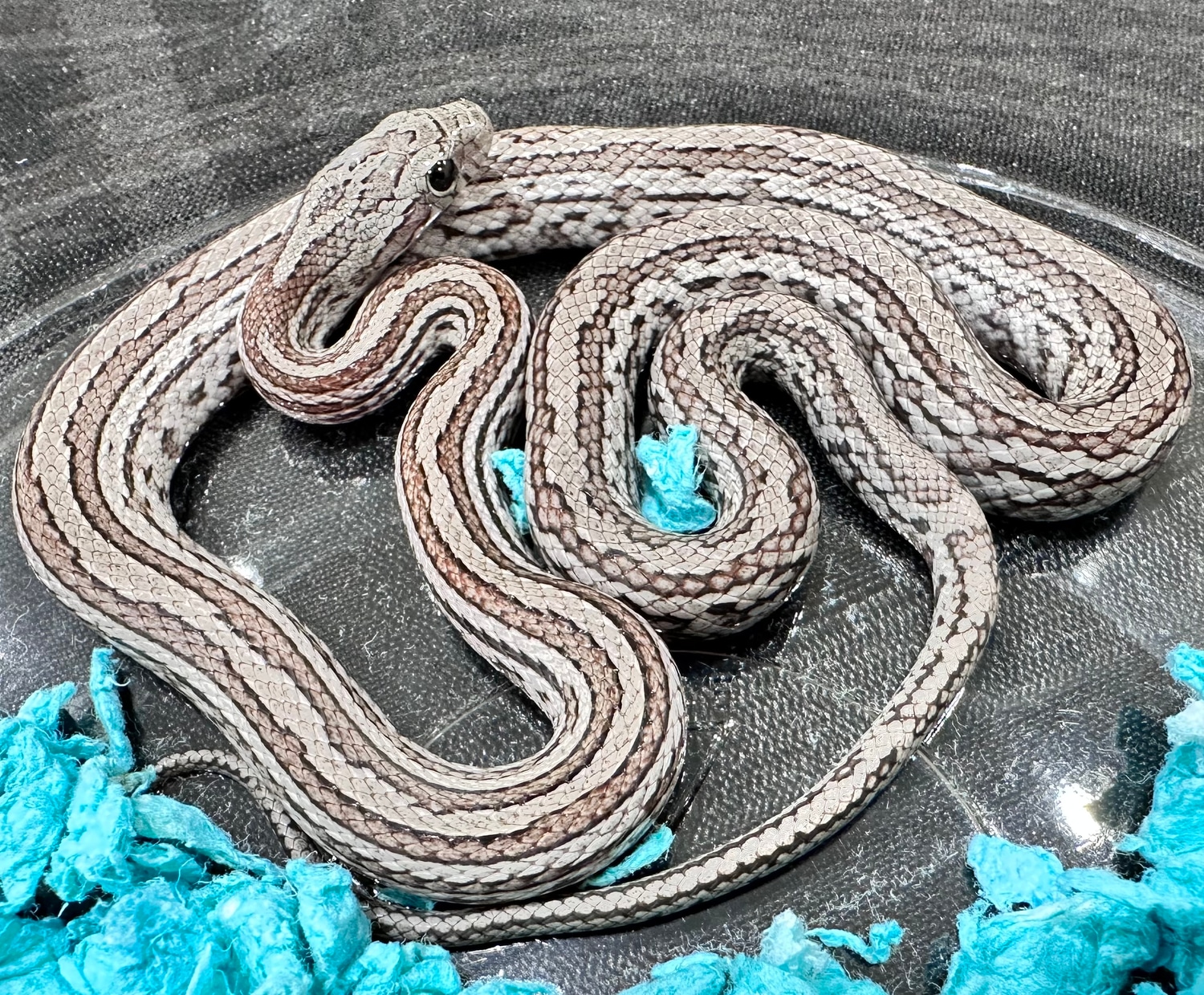 Cinder Tessera Het Lava Het Hypo 50% Ph Motley 50% Ph Anery Corn Snake ...