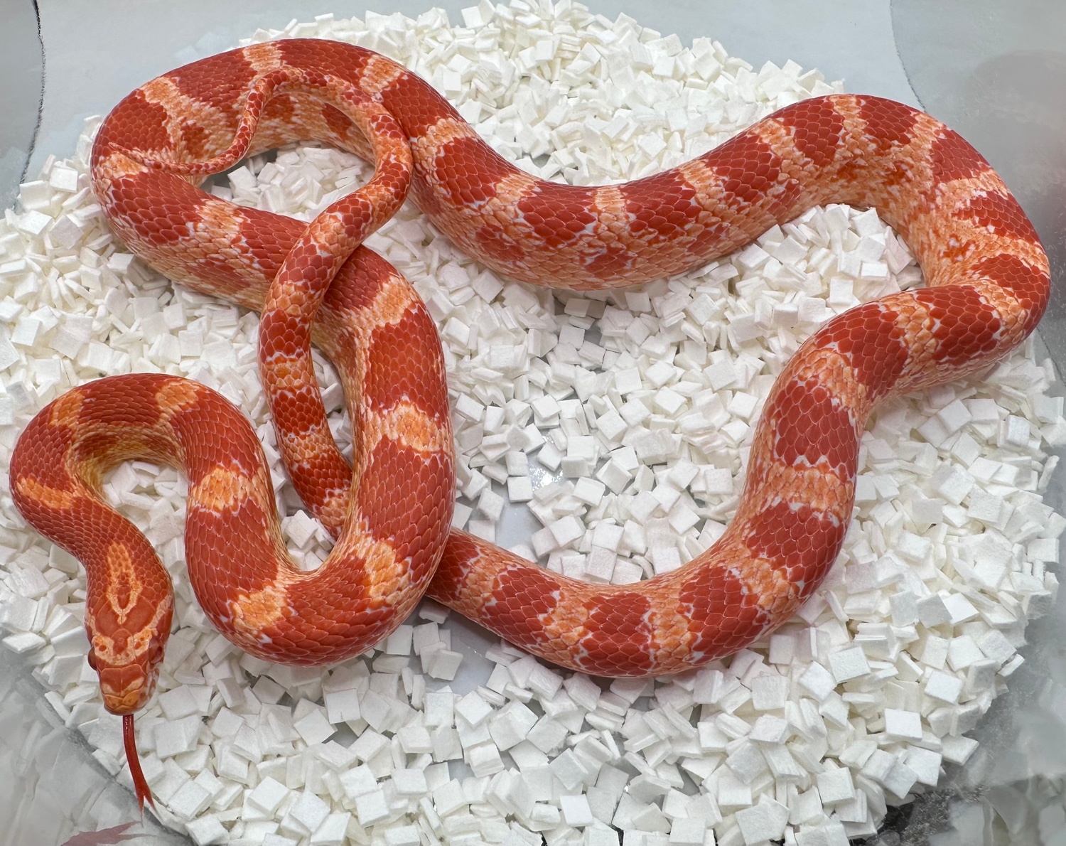 Het Palmetto Amel Corn Snake by Cascade Corns - MorphMarket