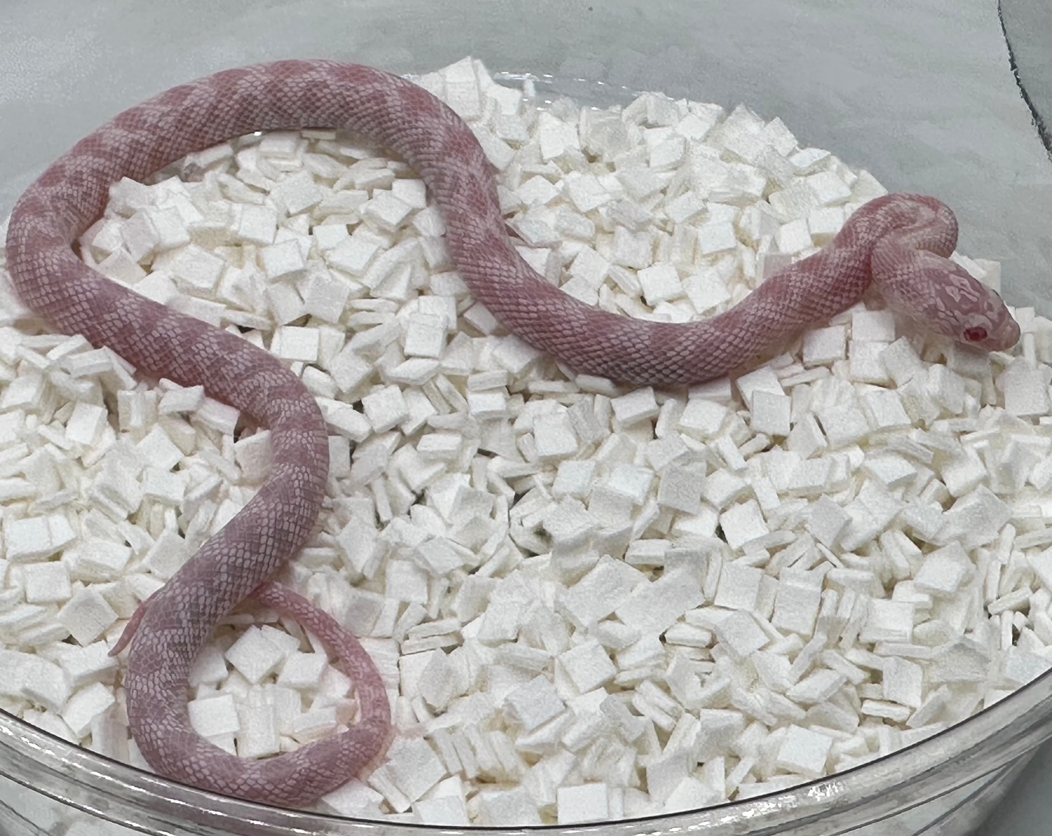 Amel SHATTER Corn Snake by Cascade Corns - MorphMarket
