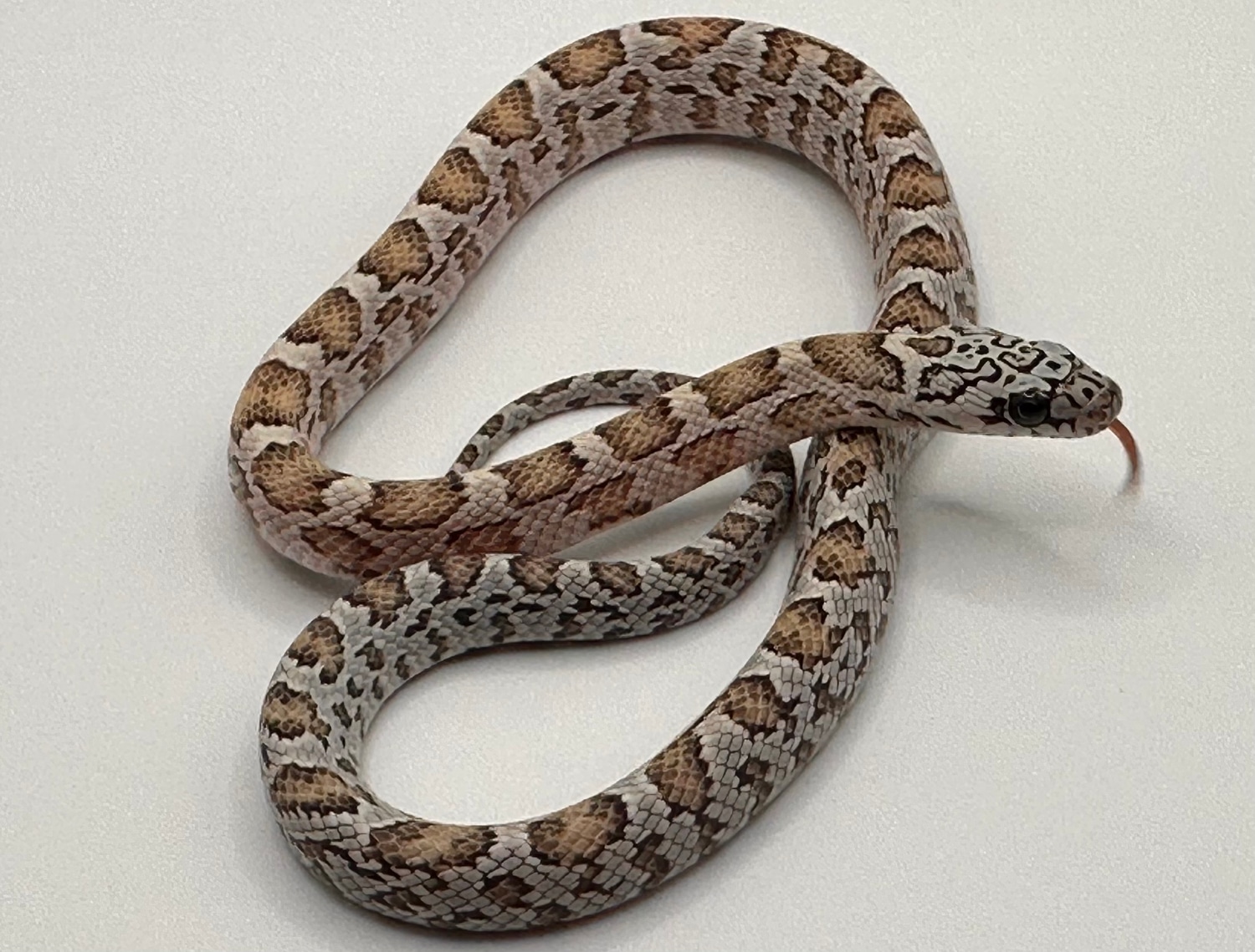 Honey Miami Het Cinder. Ph Diffused Amel Corn Snake by Cascade Corns ...