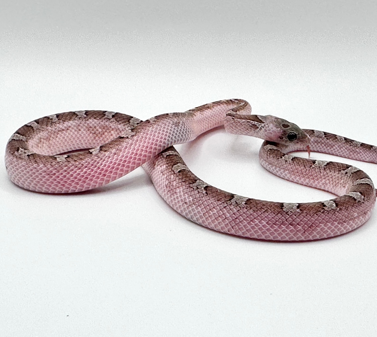 Extremely Pied Sided Granite From Italian Lineage. Corn Snake by ...
