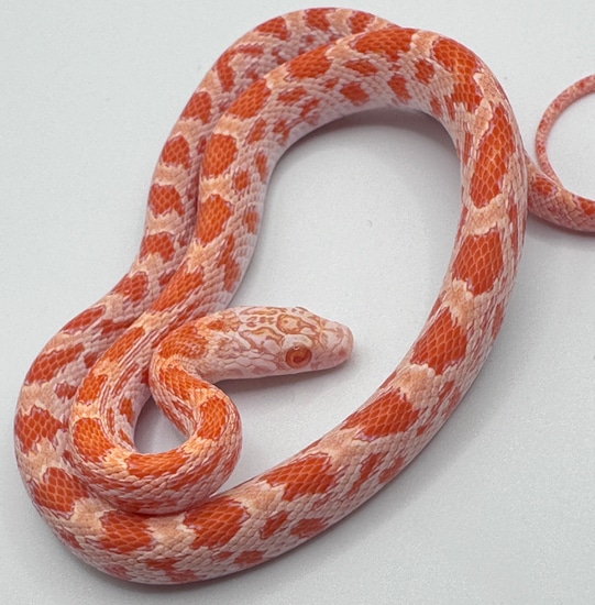 INFERNO Corn Snake by Cascade Corns LLC