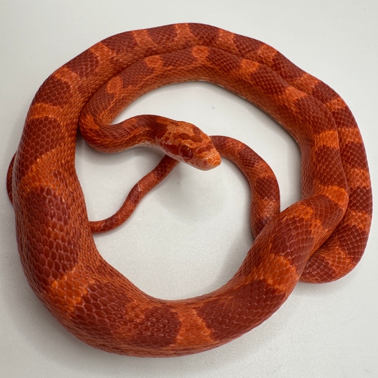CAYENNE FIRE 66% Het Stripe Corn Snake by Cascade Corns LLC