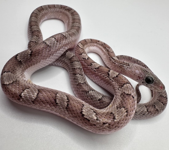 FREE SHIPPING High Pied Sided Granite 50% Ph Hypo Corn Snake by Cascade ...