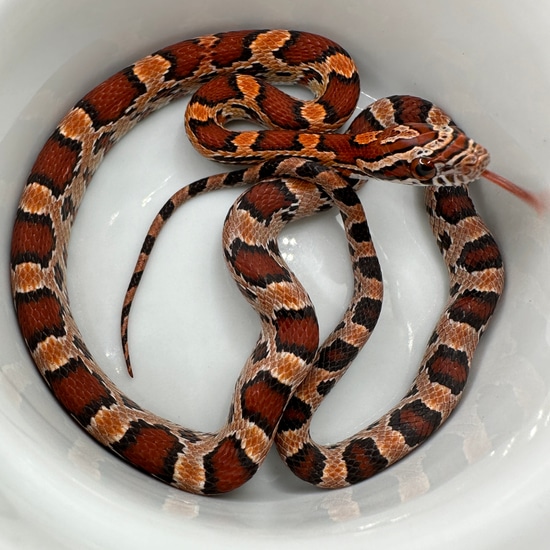 Okeetee Het Redcoat Het Lava Corn Snake by Cascade Corns LLC