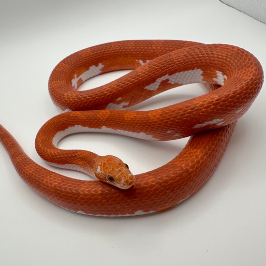 Hypo Pied Side Bloodred, High Expression Corn Snake by Cascade Corns LLC