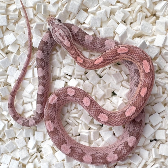 Tequila Sunrise / Mimosa Red Factor Ultramel Anery Motley Corn Snake by ...