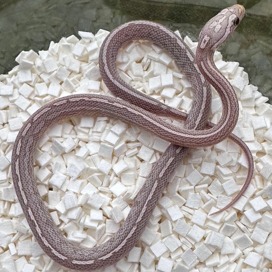 Tequila Sunrise Ultramel Anery Motley Tessera 66% Ph Hypo 66% Ph ...