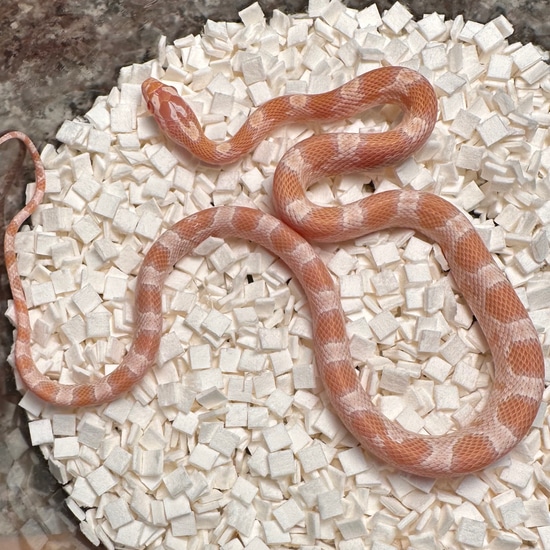 German Flamingo Corn Snake by Cascade Corns LLC