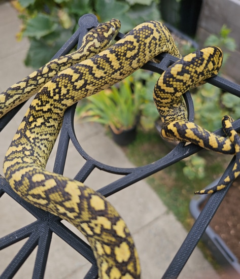2023 Caramel 50% Diamond Coastal/jungle Other Carpet Python by Jeff ...
