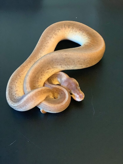 Sonnet Ball 50% Het G-stripe Ball Python by Lauren's Ballz