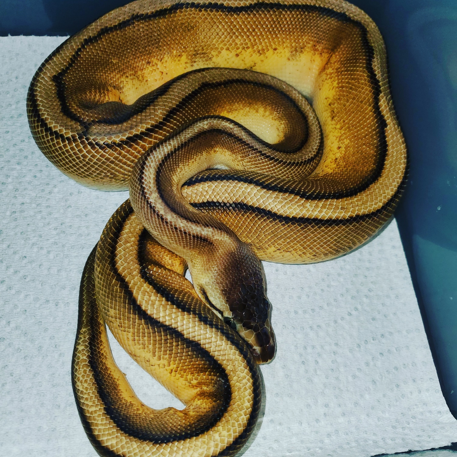 Super Stripe Ball Python by MJ's Ballz - MorphMarket
