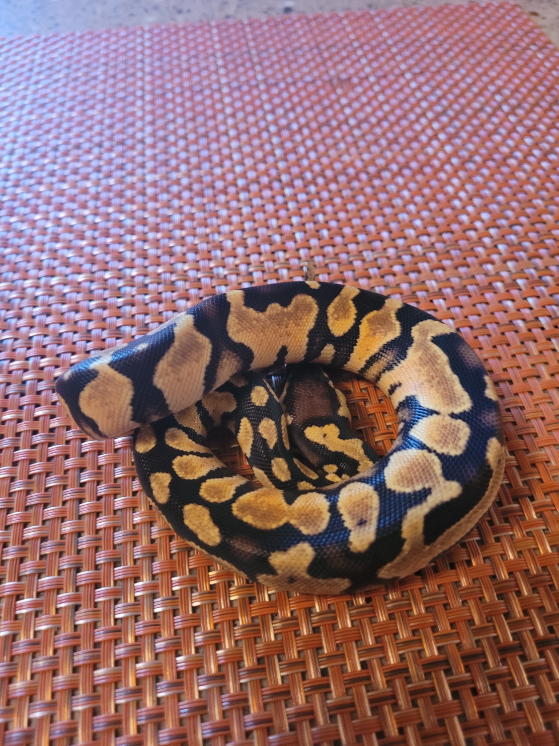 Pastel 100%het Pied Pos Het Genetic Stripe Ball Python by MJ's Ballz ...