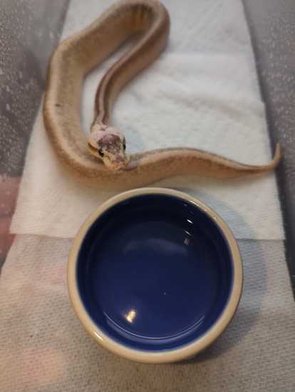Sonnet 100% Het Pied Pos Het G-stripe Ball Python by MJ's Ballz
