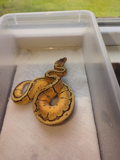 Lemonblast 100% Het Pied Pos Het Genetic Stripe Ball Python by Lauren's ...