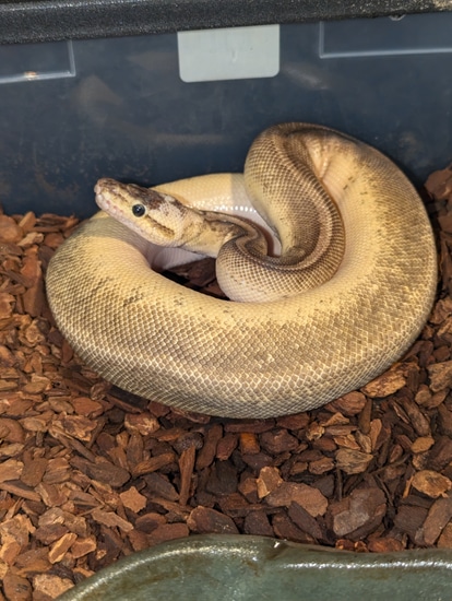 Sonnet 100% Het Pied Pos Het G-stripe Ball Python by Lauren's Ballz