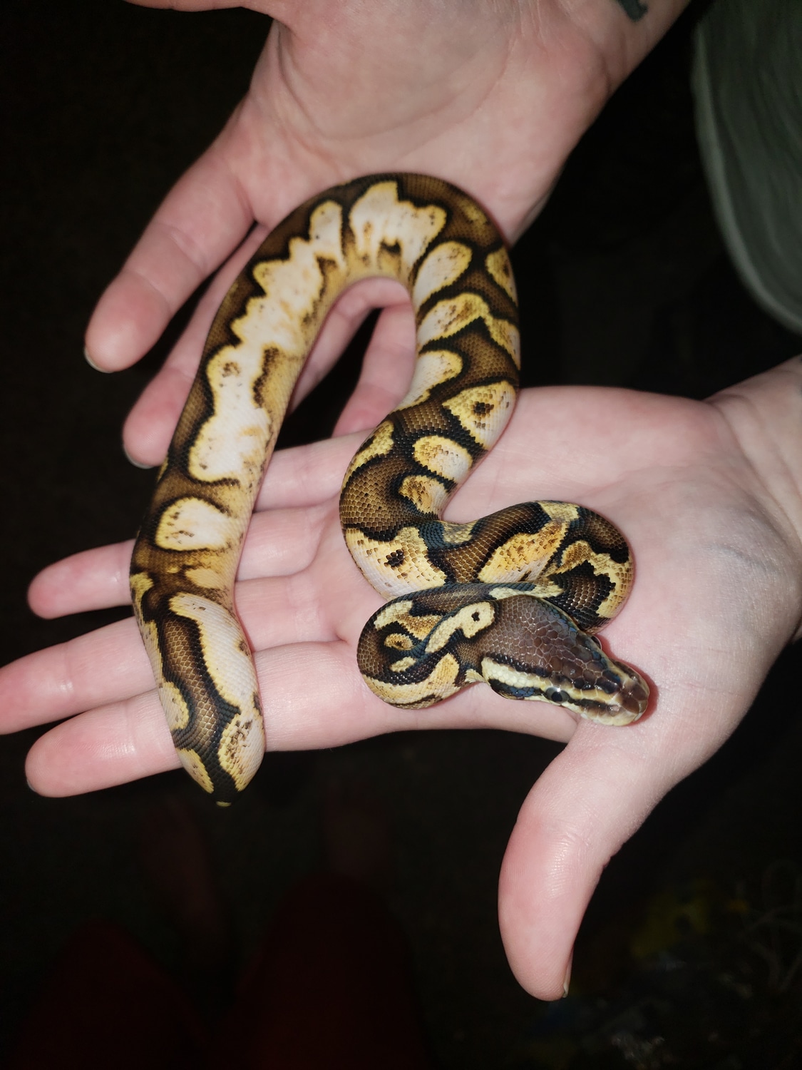 Super Pastel Calico Ball Python by J&L Sneaky Snakes - MorphMarket