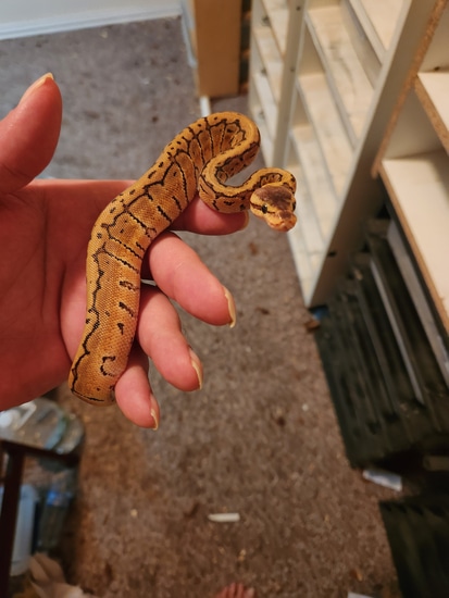 Lemonblast Hurricane Calico Ball Python by J&L Sneaky Snakes