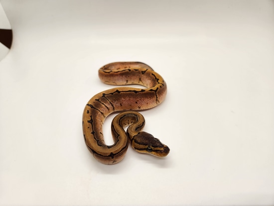 Pinstripe Super Calico Poss Hurricane Ball Python by J&L Sneaky Snakes