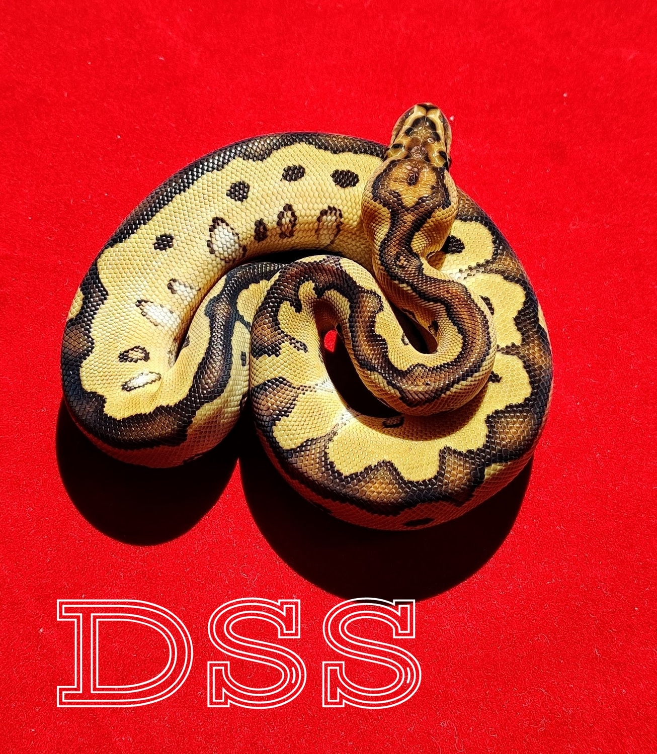 Vanilla Leopard Clown Ball Python by Down South Serpents - MorphMarket
