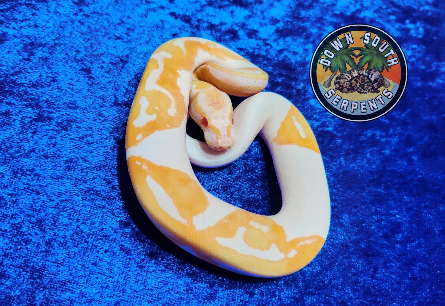 Candino Pied Ball Python by Down South Serpents - MorphMarket