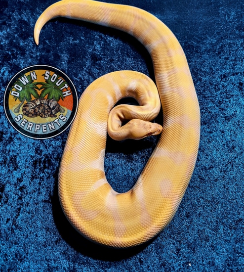 Enchi Candino Ball Python by Down South Serpents