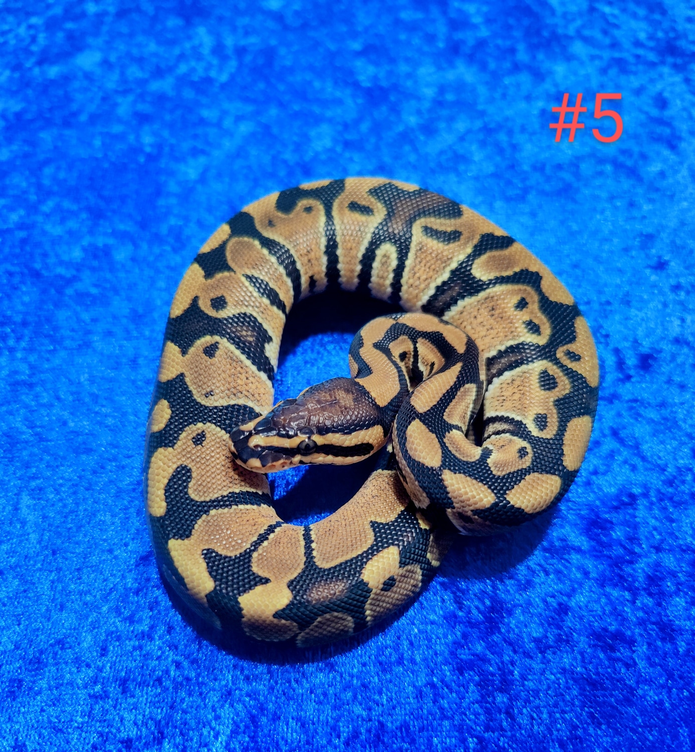 Redstripe Russo Het Clown 5 Ball Python by Down South Serpents ...