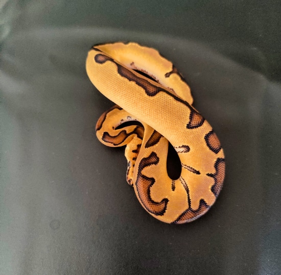 Enchi Vanilla Clown Ball Python by Down South Serpents