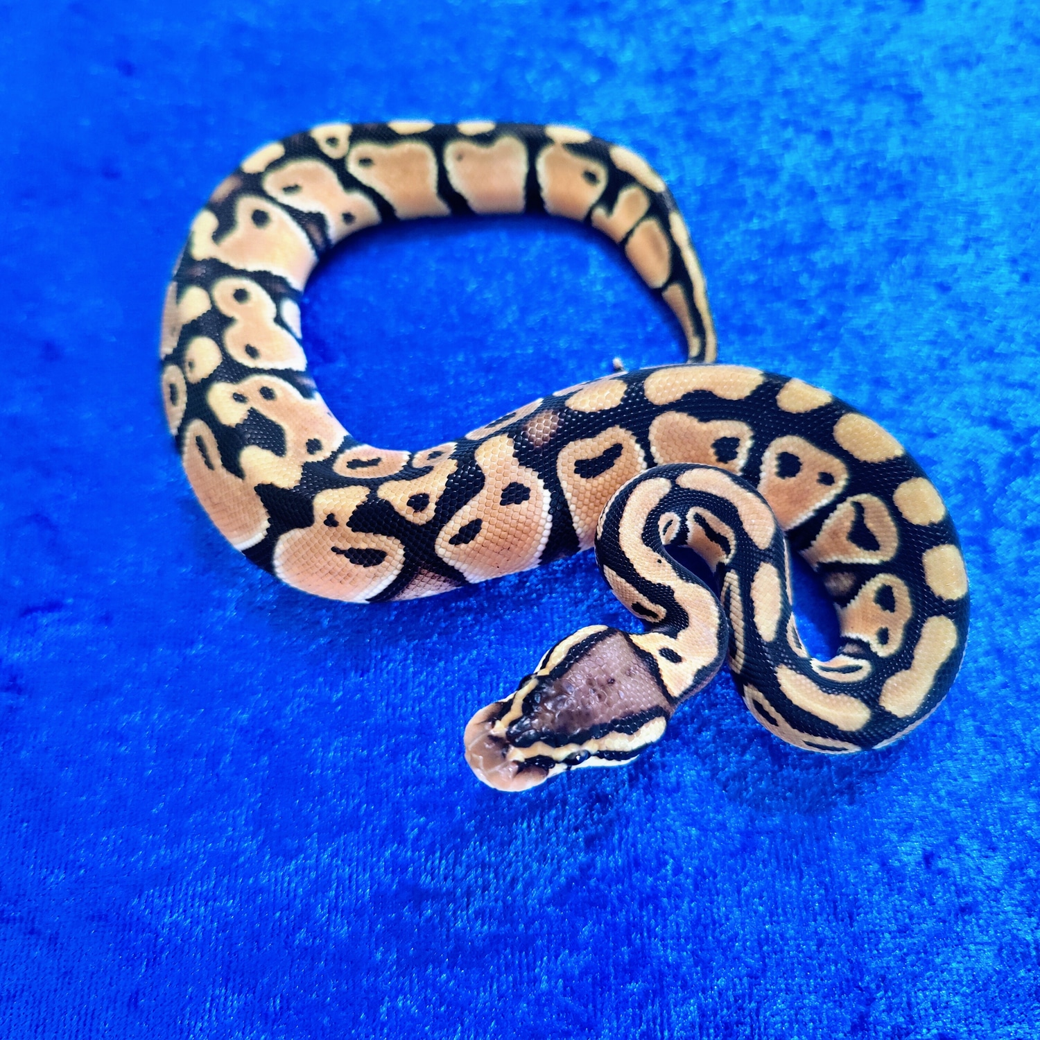 Pastel Yellowbelly Het Clown Ball Python by Down South Serpents ...