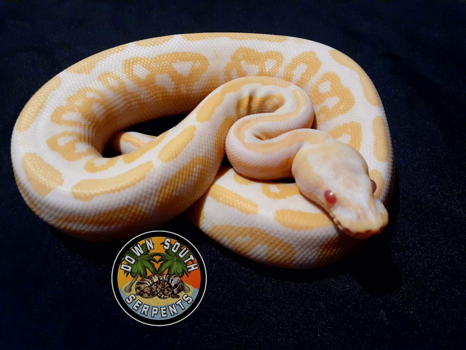 Hra/cinny Albino 50%het Pied Ball Python by Down South Serpents ...