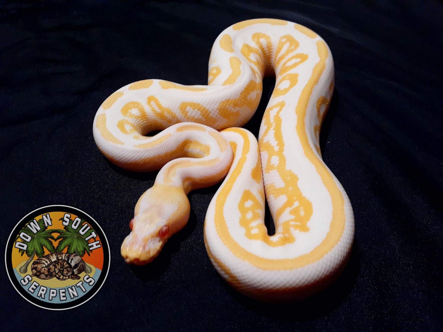 HRA / Cinny Albino 50% Het Pied Ball Python by Down South Serpents - MorphMarket