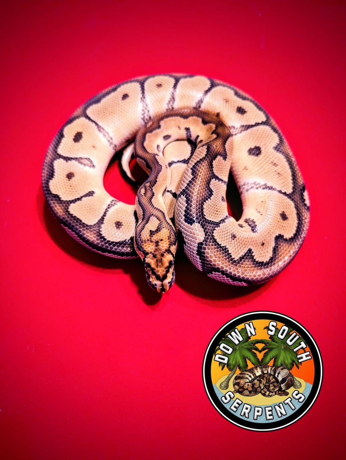 Red Stripe Clown Ball Python by Down South Serpents - MorphMarket