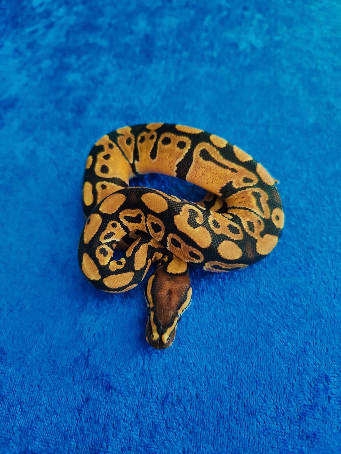 Het Clown Ball Python by Down South Serpents - MorphMarket